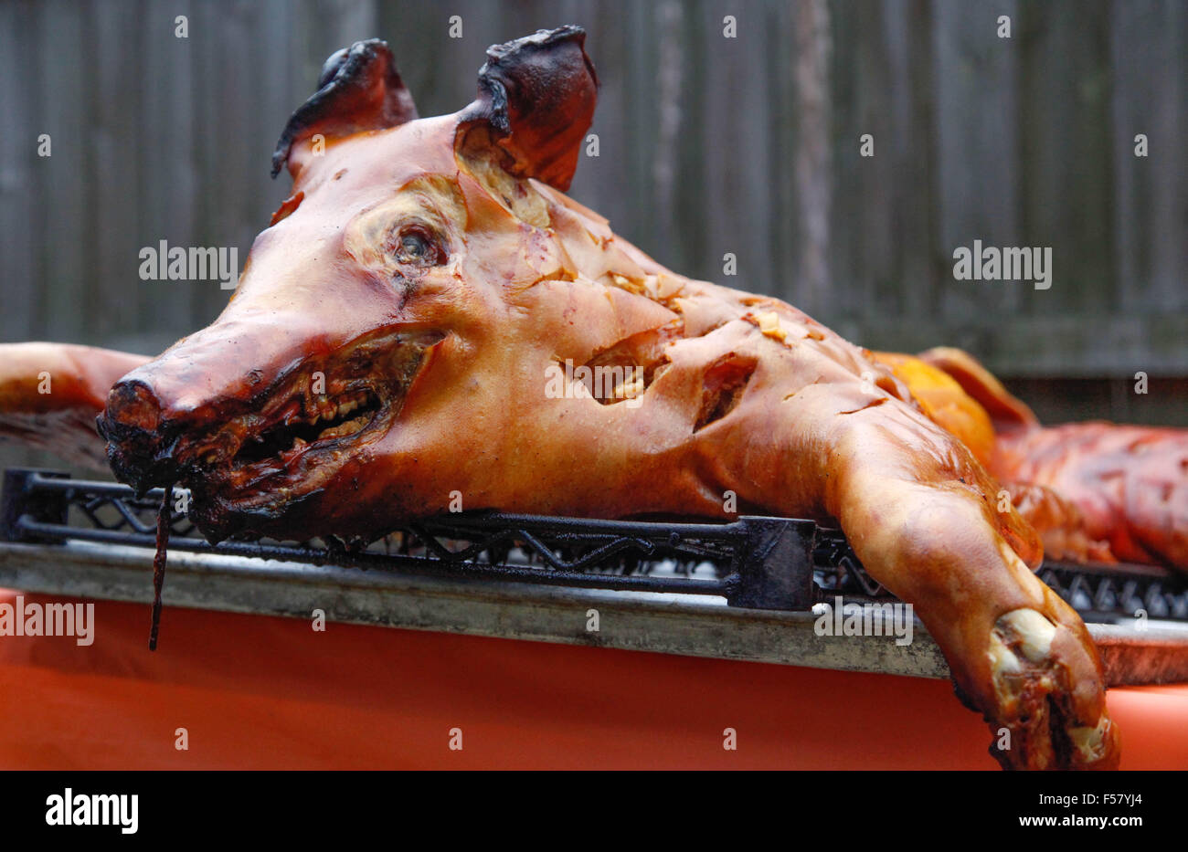 A dramatically Crispy Roasted Pig on a rack outdoors, just removed from ...