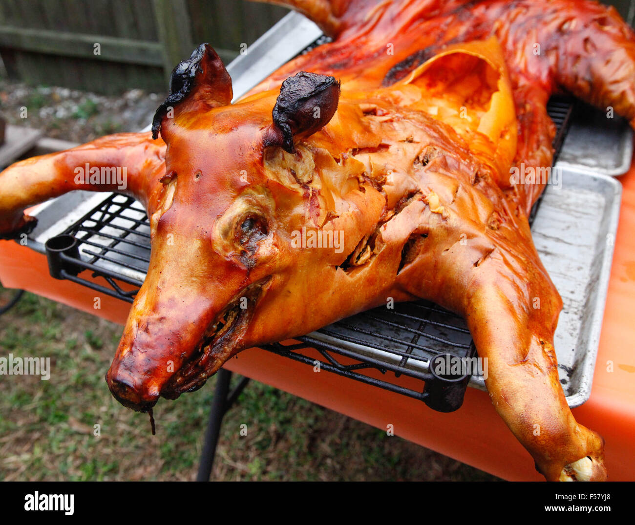 A dramatically Crispy Roasted Pig on a rack outdoors, just removed from ...