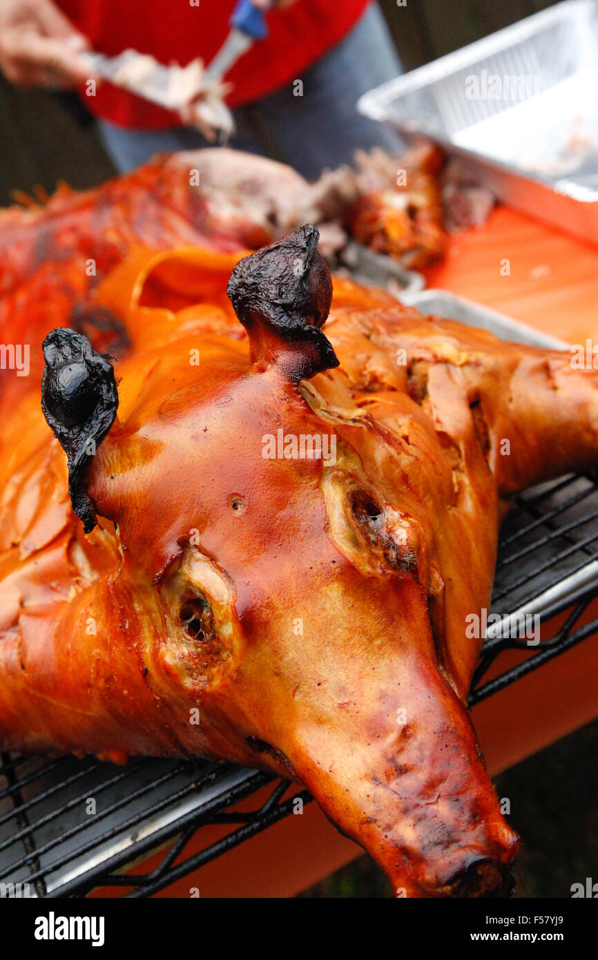 A dramatically Crispy Roasted Pig on a rack outdoors, just removed from ...