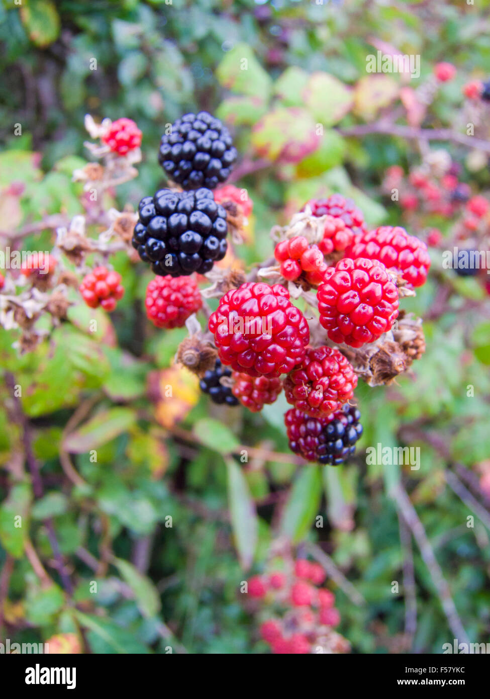 Rambler species hi-res stock photography and images - Alamy