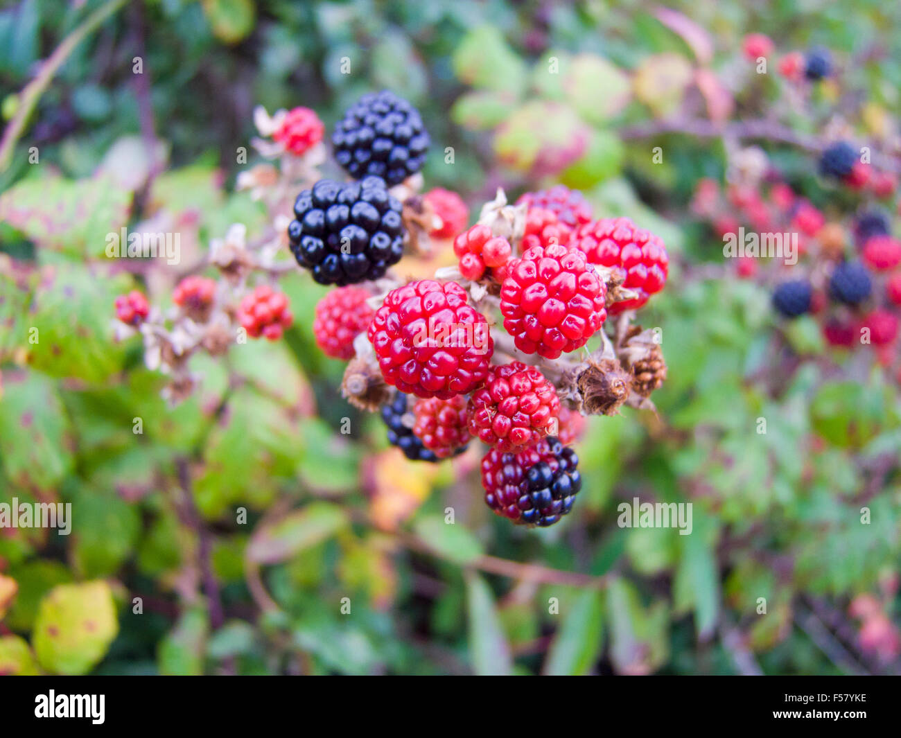 Rambler species hi-res stock photography and images - Alamy