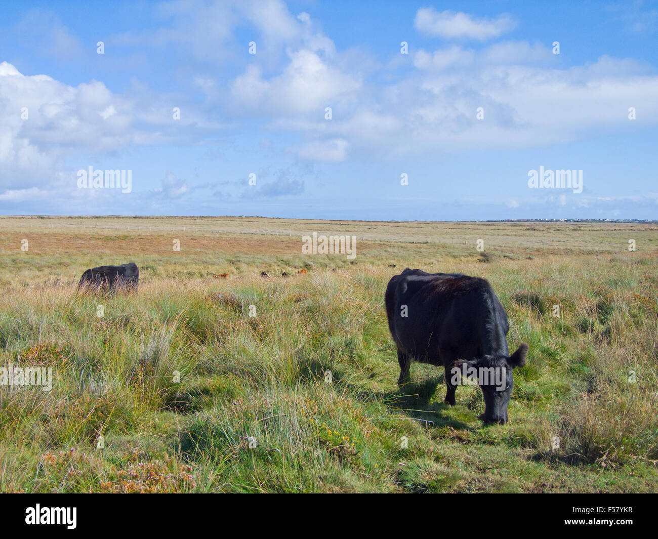 The Lizard ( Kynance Farm ) National Nature Reserve, Lizard Peninsula ...