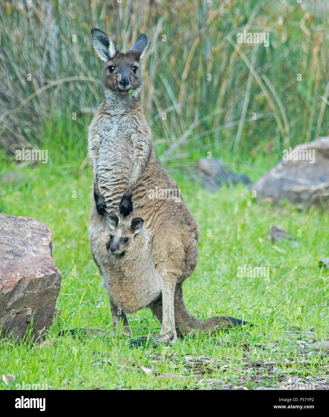 Looking out of kangaroo pouch hi-res stock photography and images - Alamy