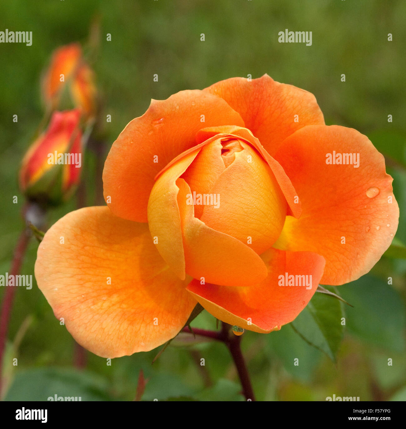 Englische; Rose; Pat Austin Stock Photo - Alamy