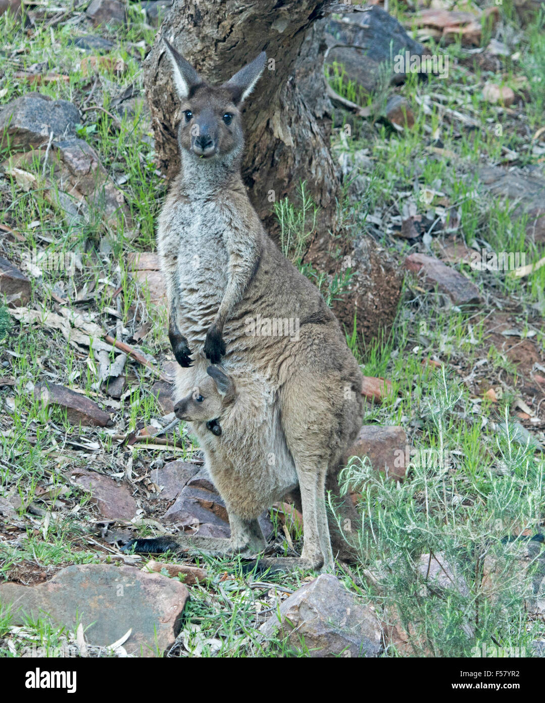 Female western grey kangaroo, Macropus fulginosus with joey peering ...
