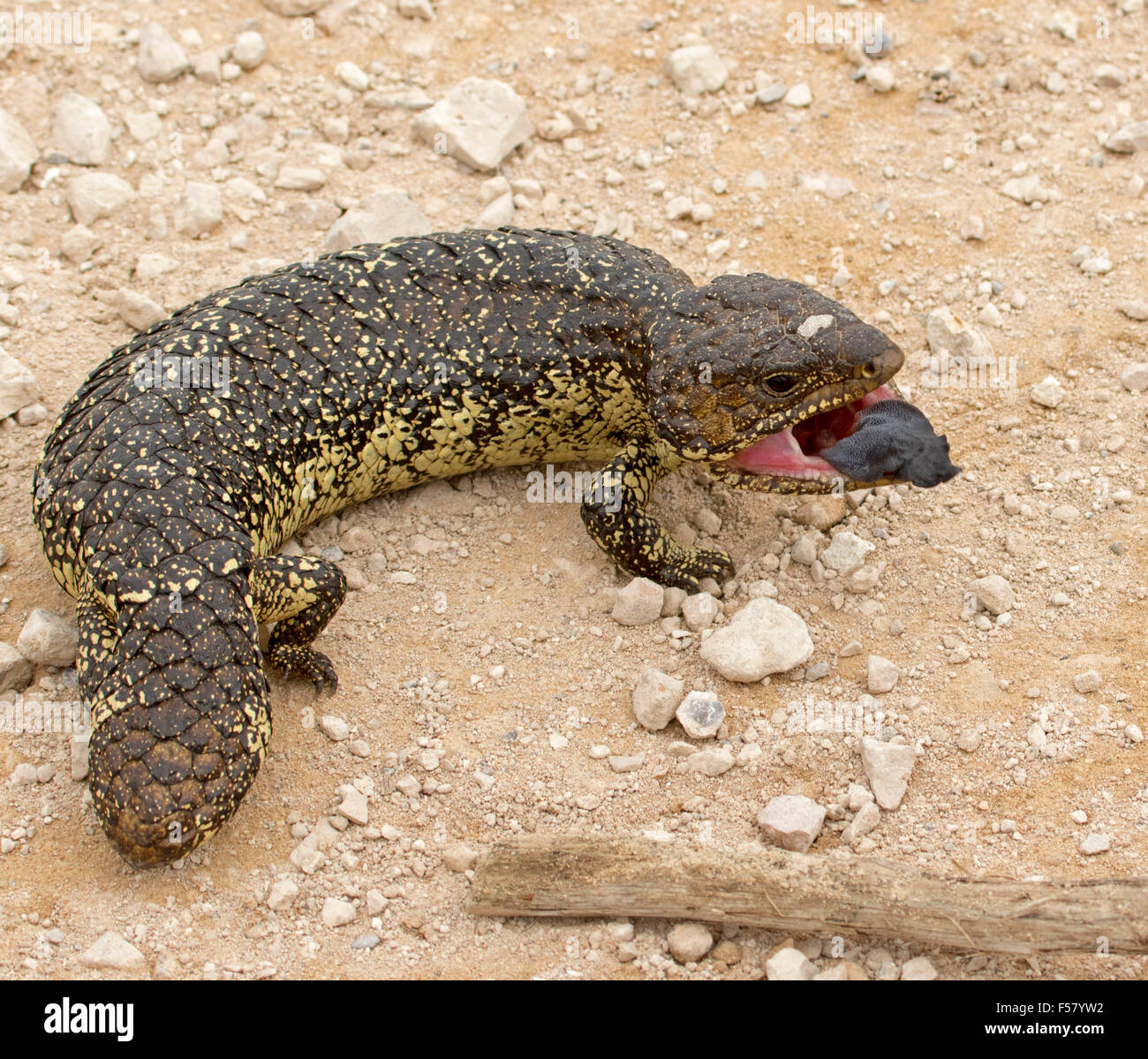 Shingleback lizard, Tiliqua rugosa, in aggressive pose with mouth open ...