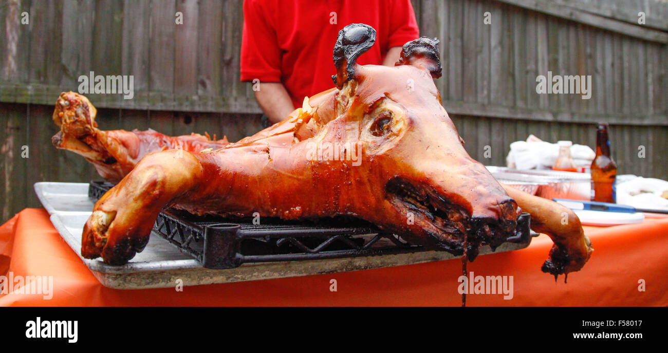 A dramatically Crispy Roasted Pig on a rack outdoors, just removed from ...