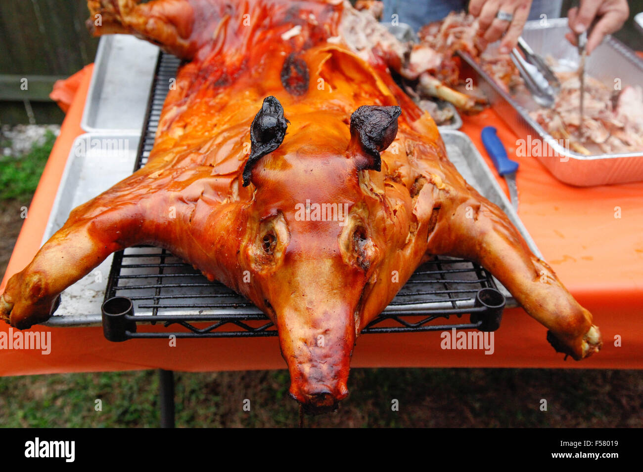 A dramatically Crispy Roasted Pig on a rack outdoors, just removed from ...