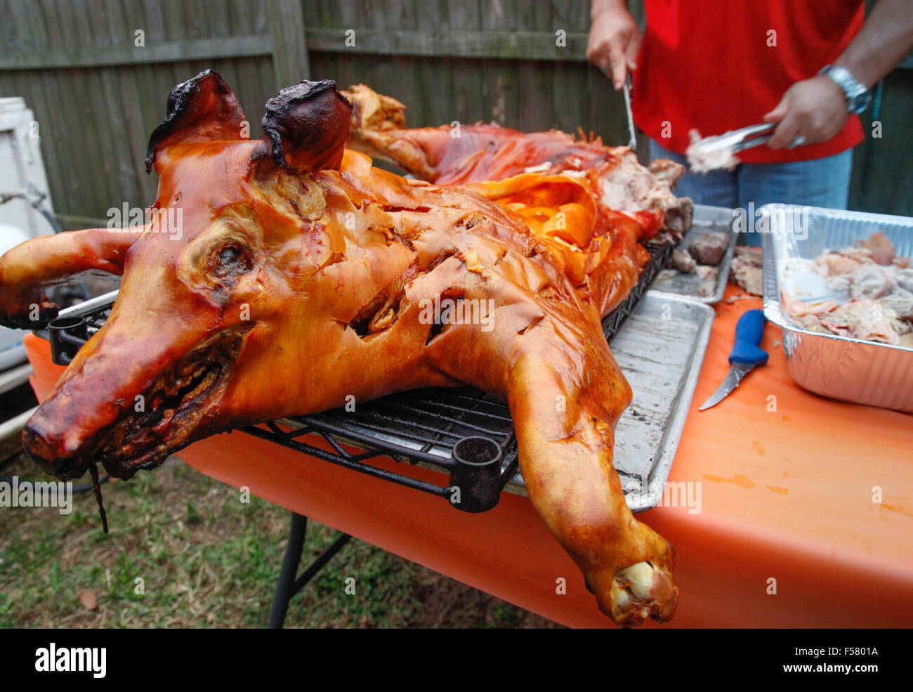 A dramatically Crispy Roasted Pig on a rack outdoors, just removed from ...