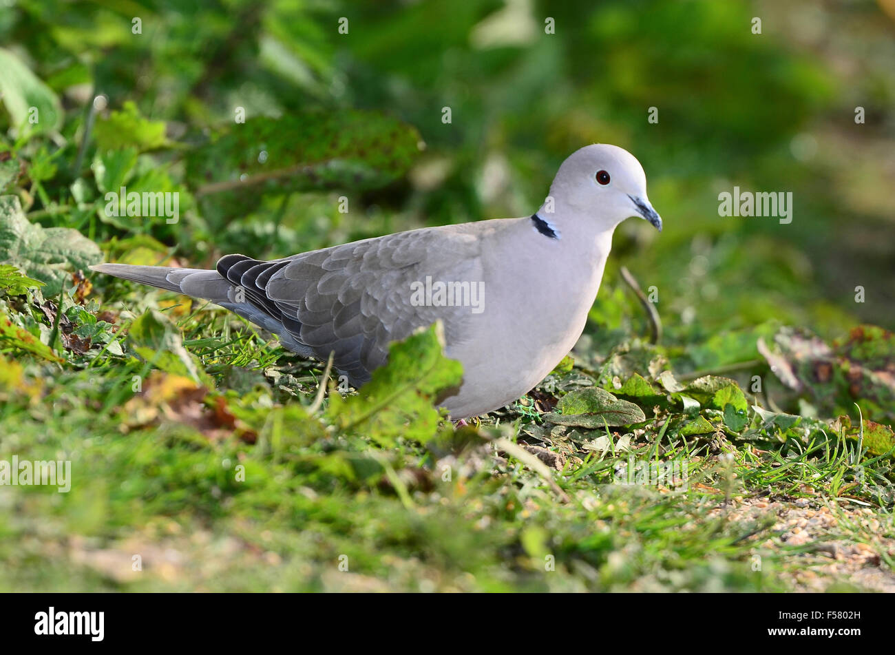 Collared dove hi-res stock photography and images - Alamy