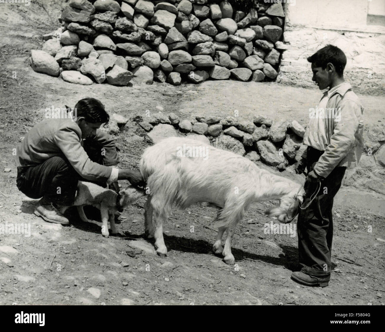 Helping the kid to get milk from the goat hi-res stock photography and ...
