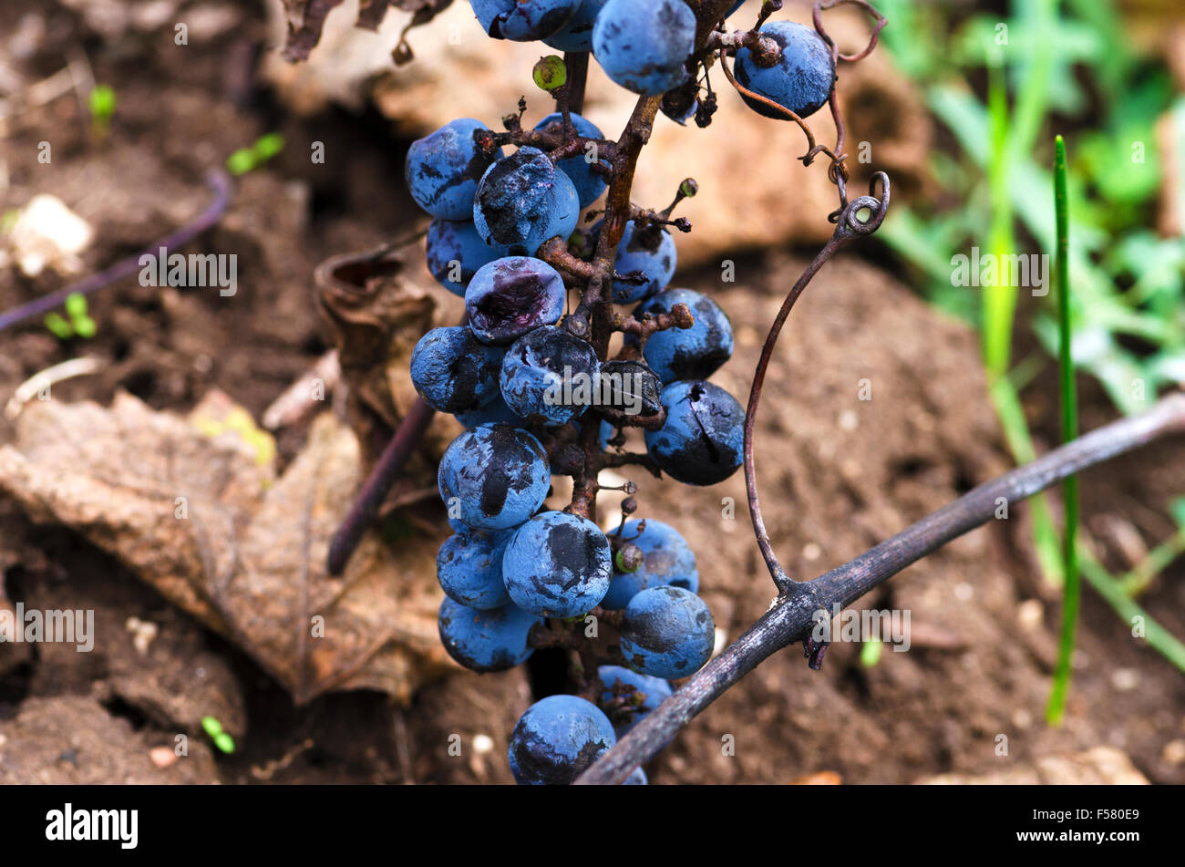 Merlot grapes hi-res stock photography and images - Alamy