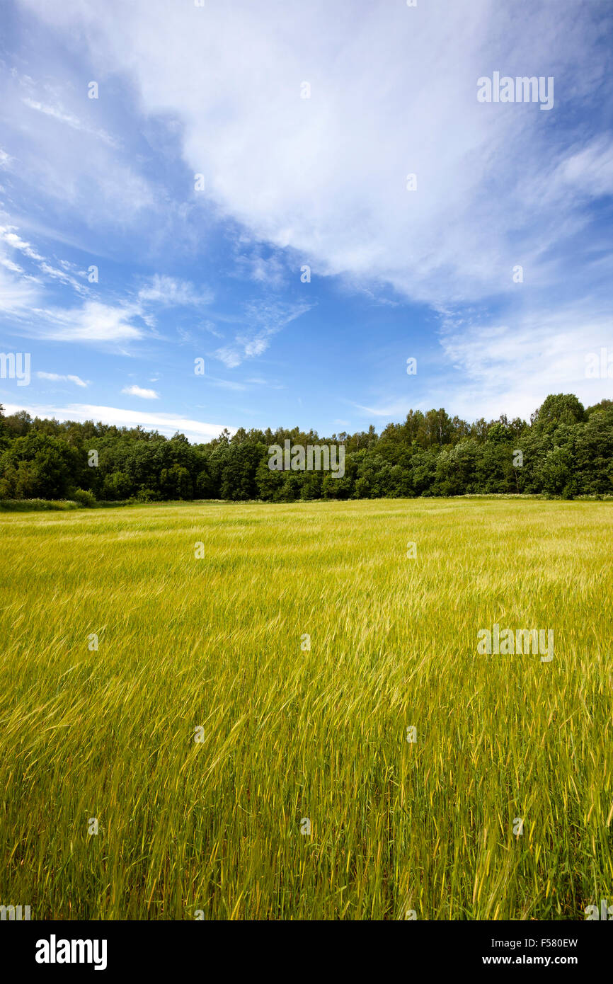 windy weather in the agricultural field Stock Photo - Alamy