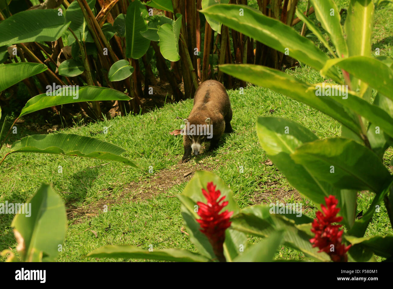 Cute coatie (pizote, a member of the racoon family) in the rainforest ...
