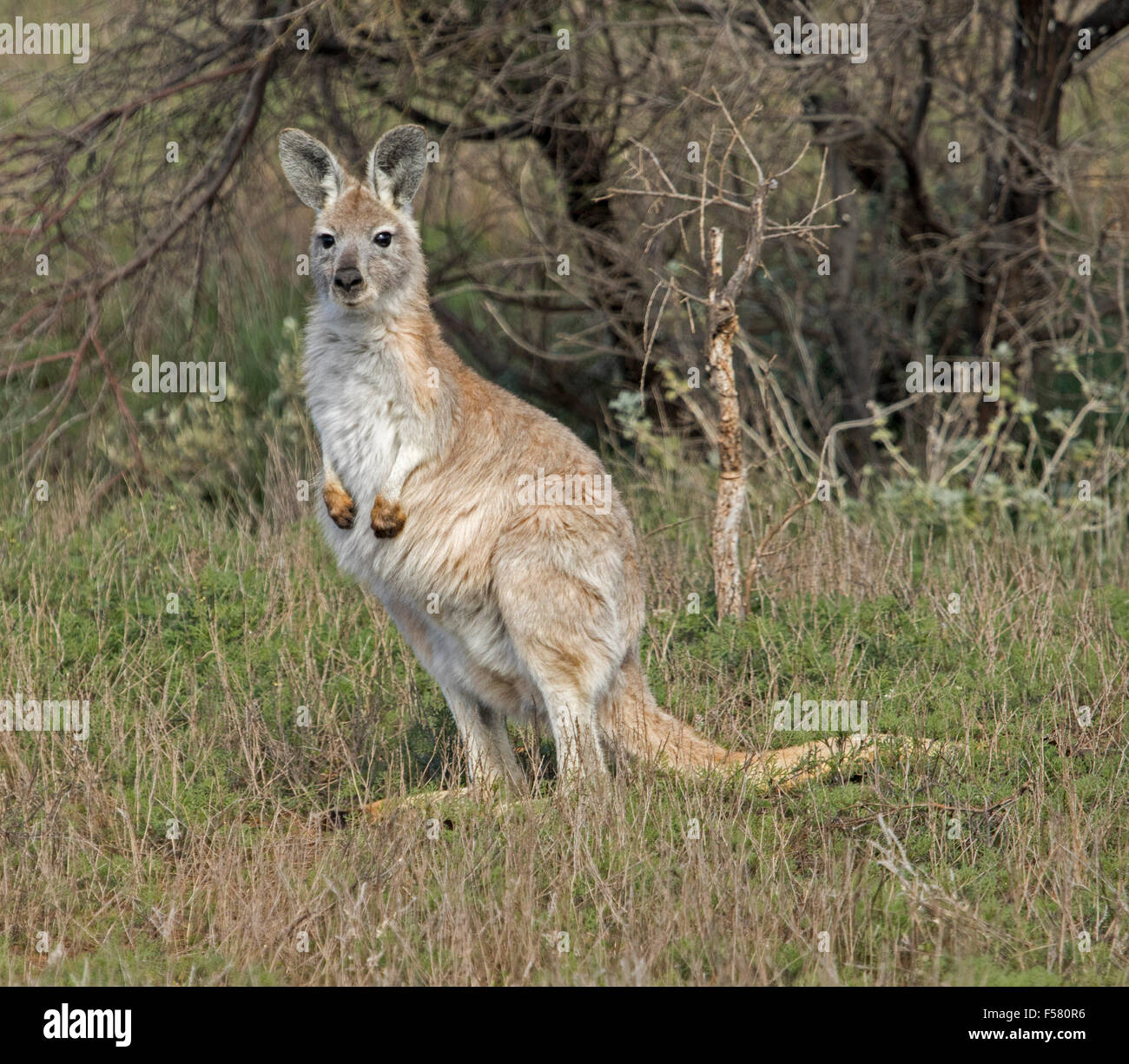 Macropus robustus euro wallaroo hi-res stock photography and images - Alamy
