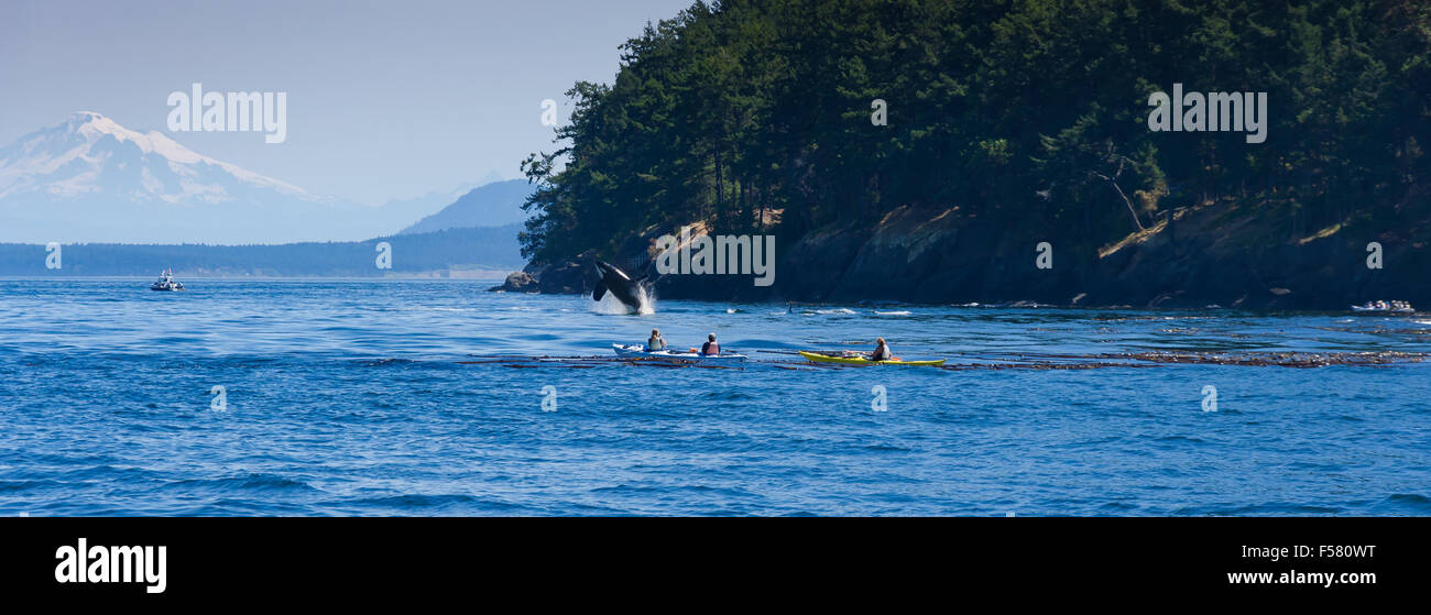 Orca jumping sea hi-res stock photography and images - Alamy
