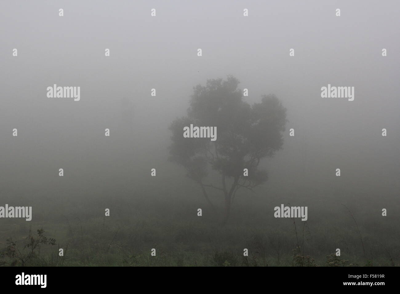 PONMUDI HILL FOG Stock Photo - Alamy
