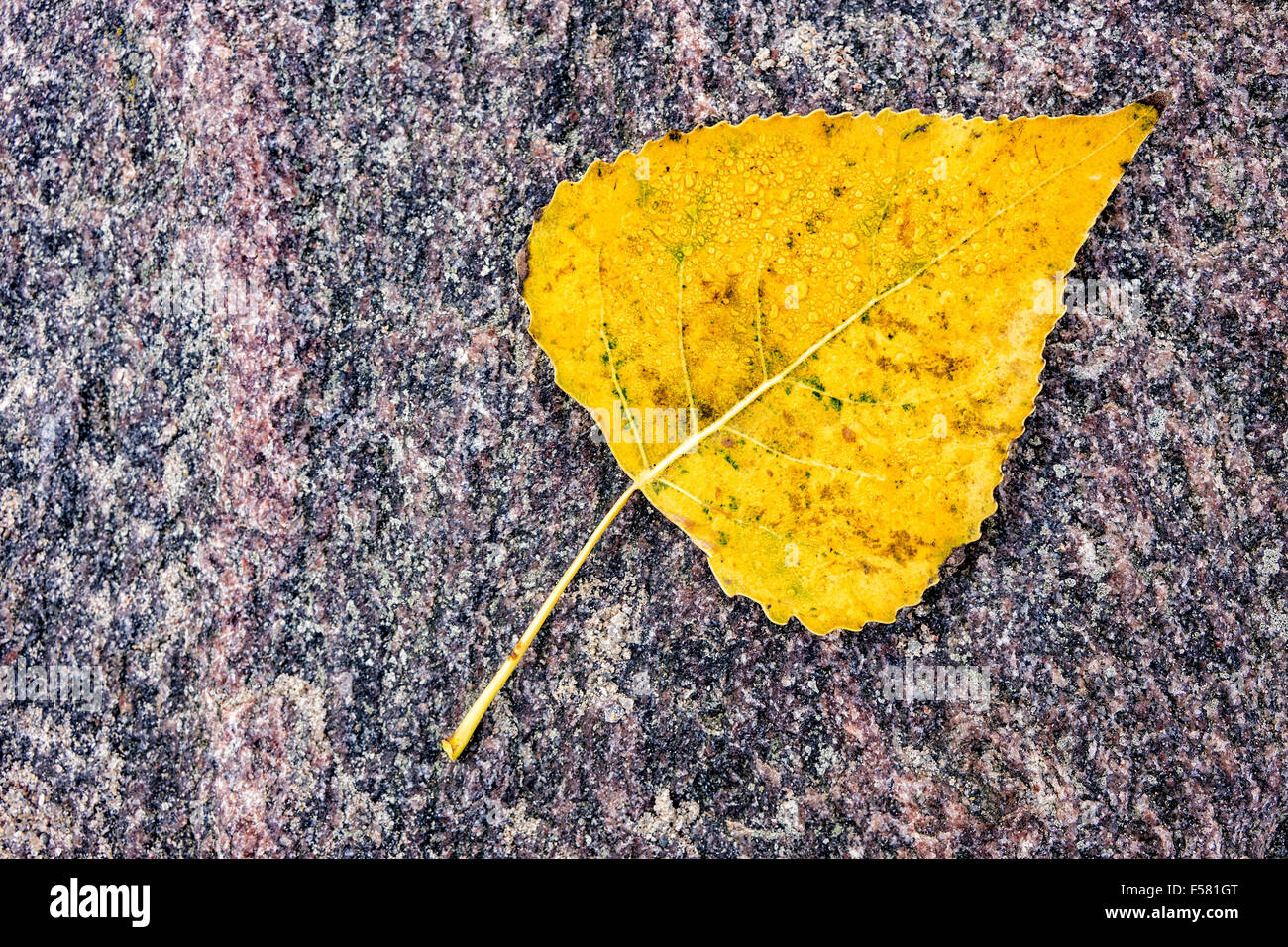 Colorful leaf hi-res stock photography and images - Alamy