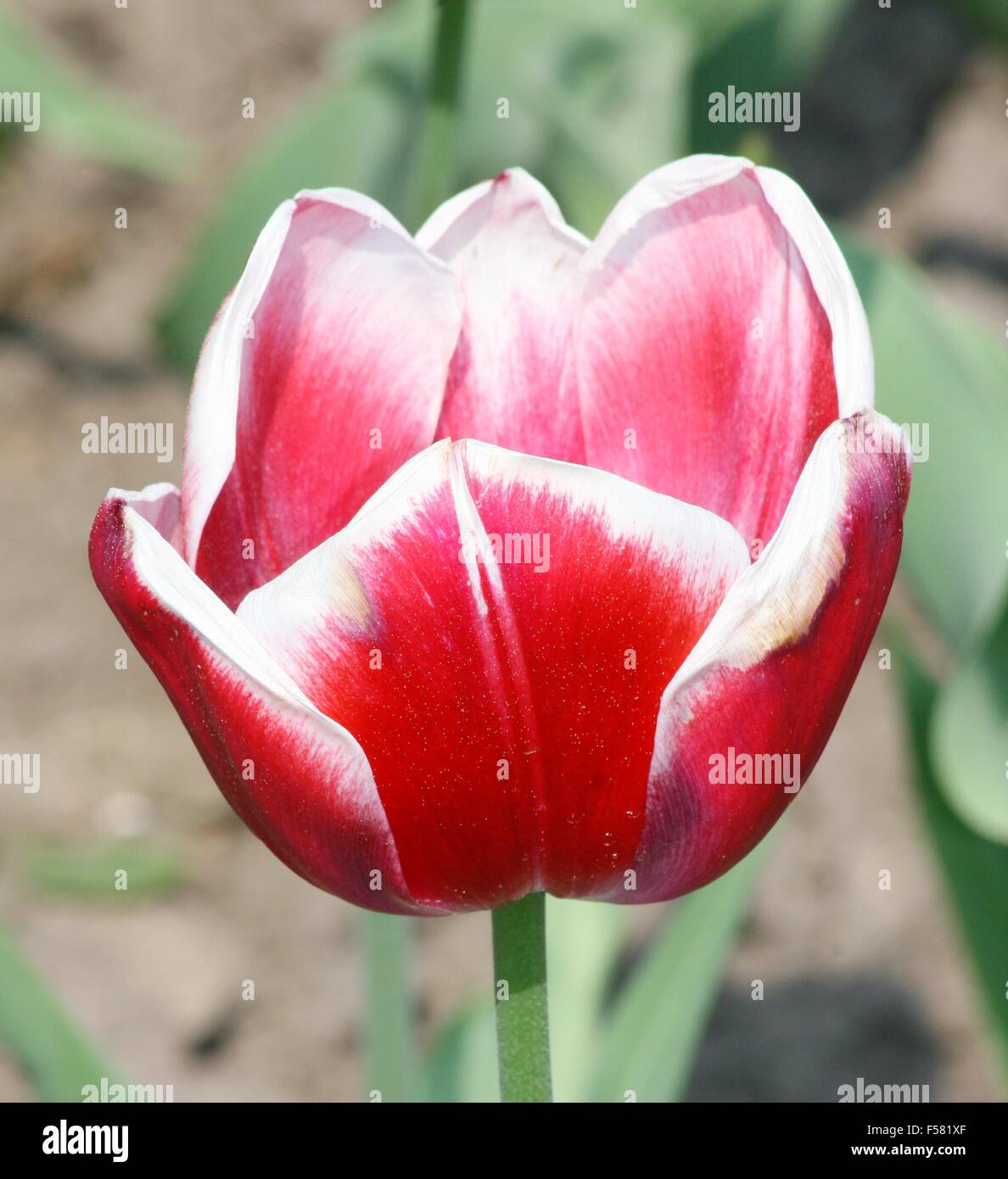 Close up of a red flowering tulip Stock Photo - Alamy