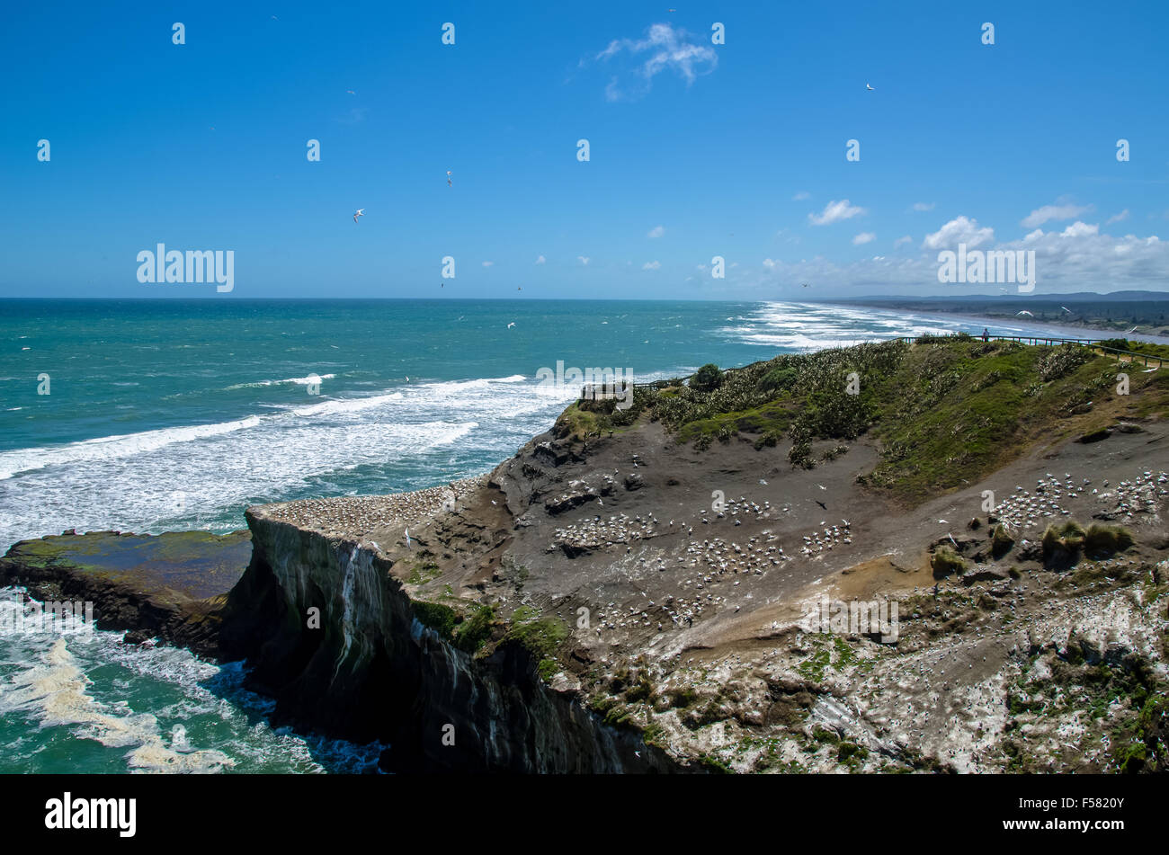 Muriwai Gannet Colony which is located at Muriwai Regional Park Stock ...
