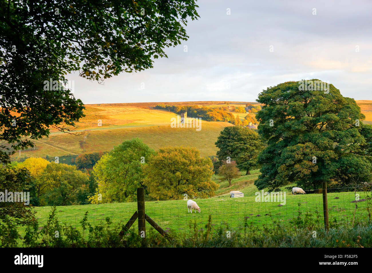 Yorkshire Countryside in Autumn Stone Wall Sun Sunset, Strines ...