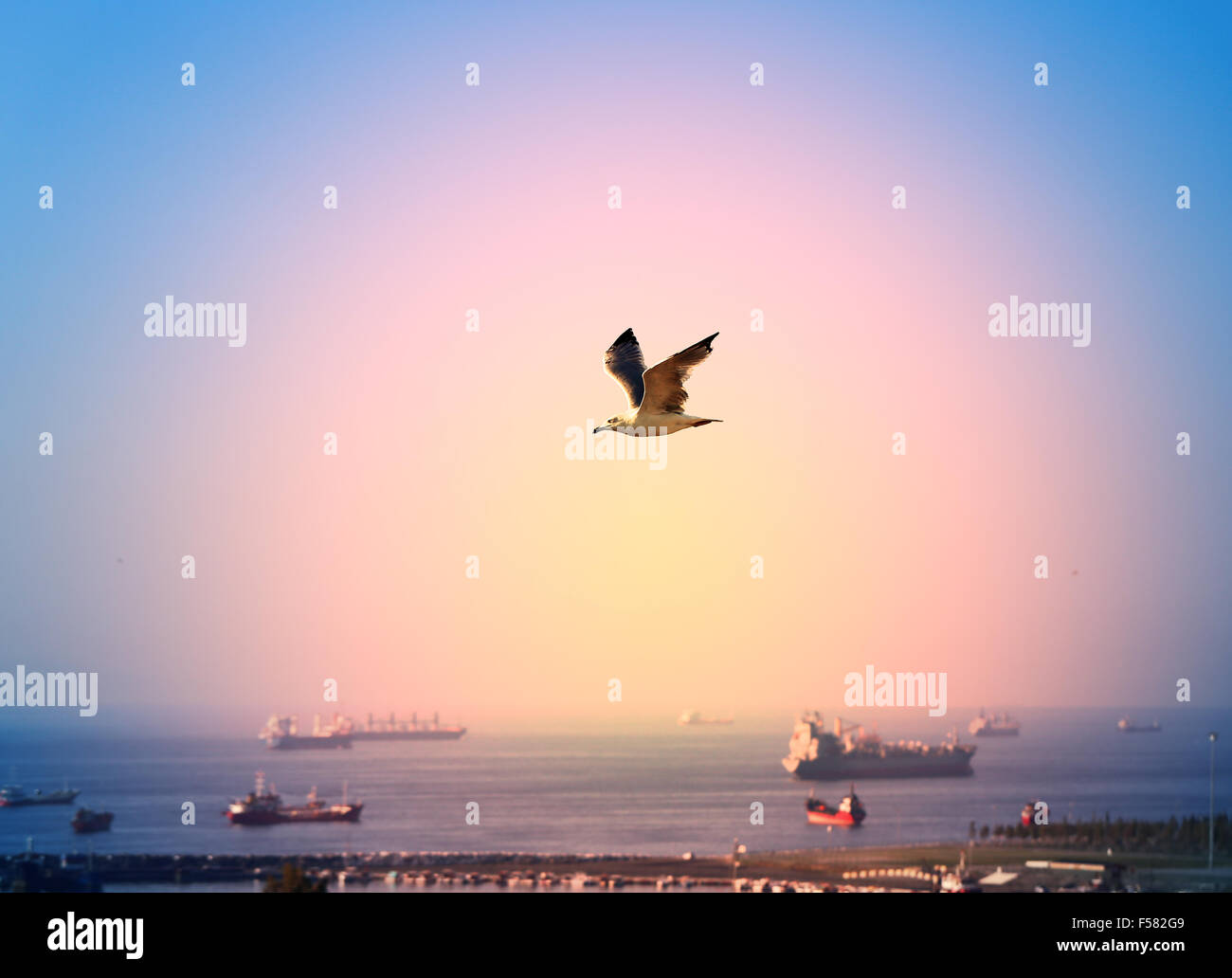 Beautiful seagull flying in the sky against the backdrop of the city of ...