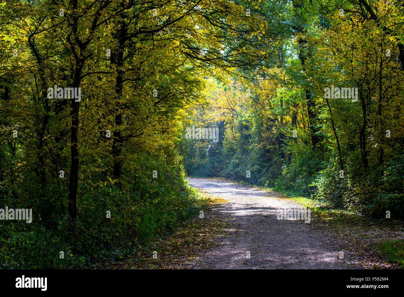 Narrow Path Through Autumn Forest In Austria Stock Photo - Alamy