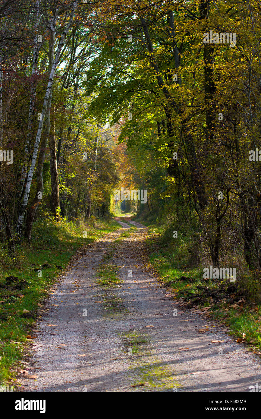 Narrow Path Through Autumn Forest In Austria Stock Photo - Alamy