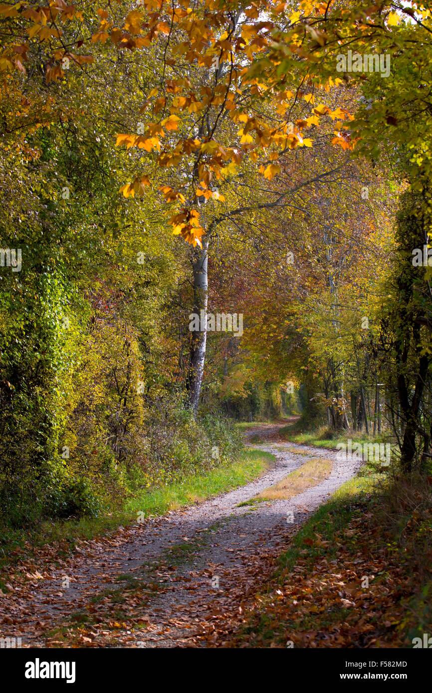 Narrow Path Through Autumn Forest In Austria Stock Photo - Alamy