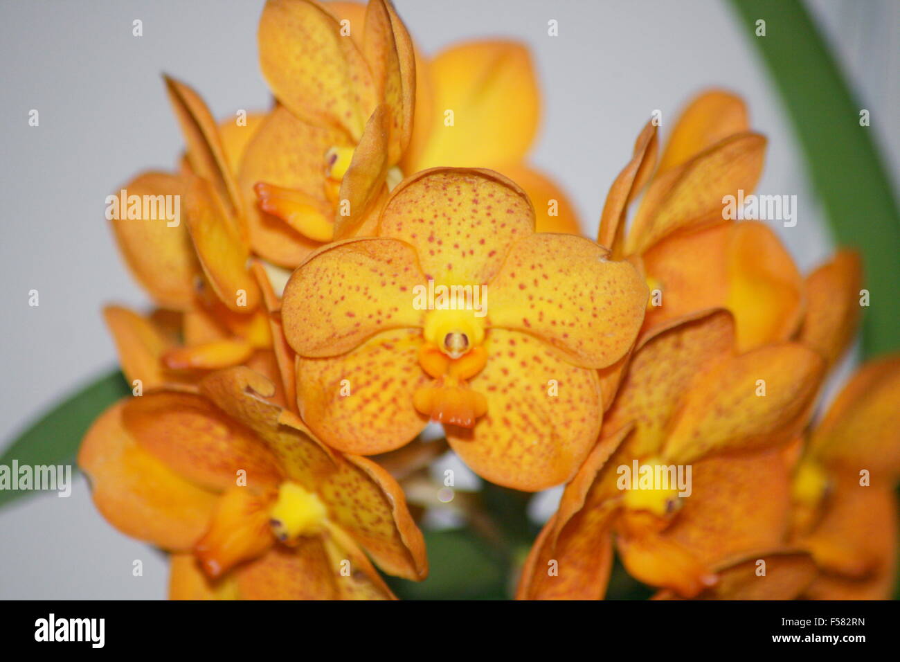 Beautiful multi colored multi orchids hi-res stock photography and ...