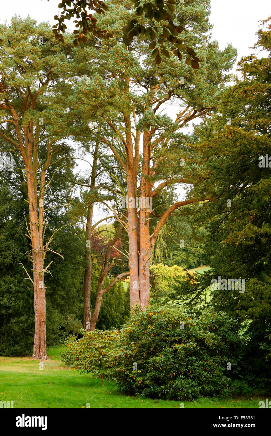 Glorious Trees in Autumn Stock Photo - Alamy