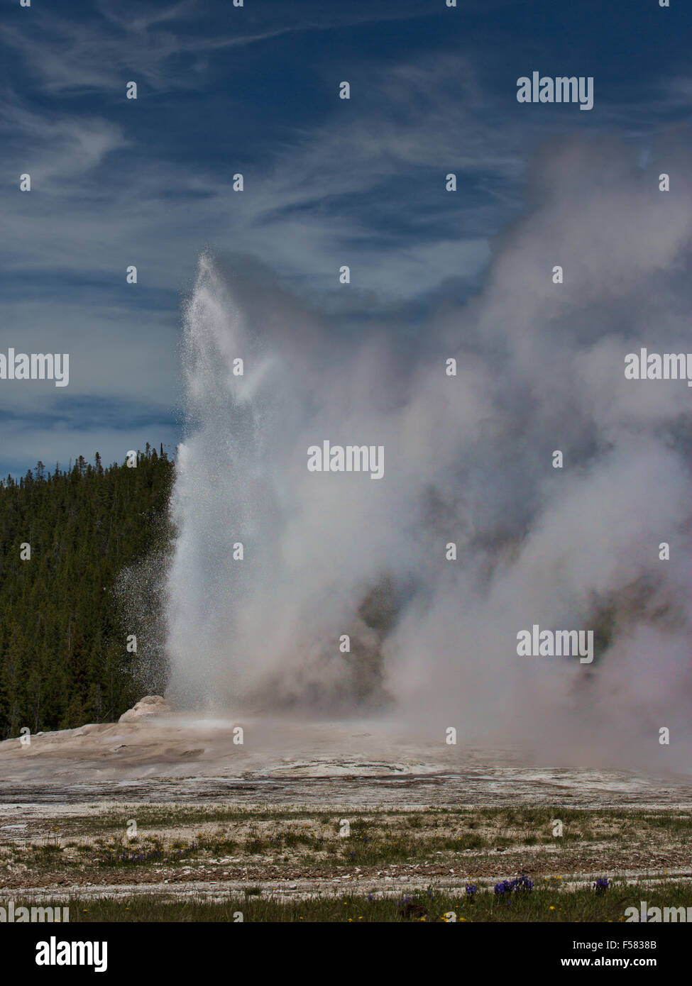 Old Faithful Geyser eruption Yellowstone Stock Photo - Alamy