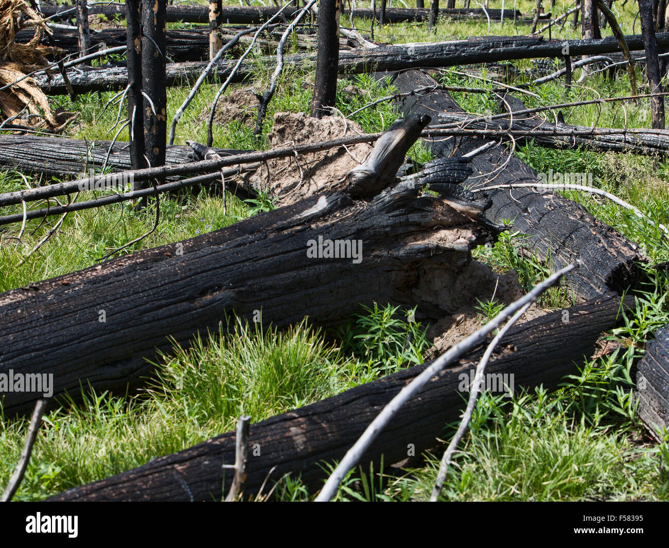 Yellowstone NP fire destroyed forest. Yellowstone fires of 1988 ...