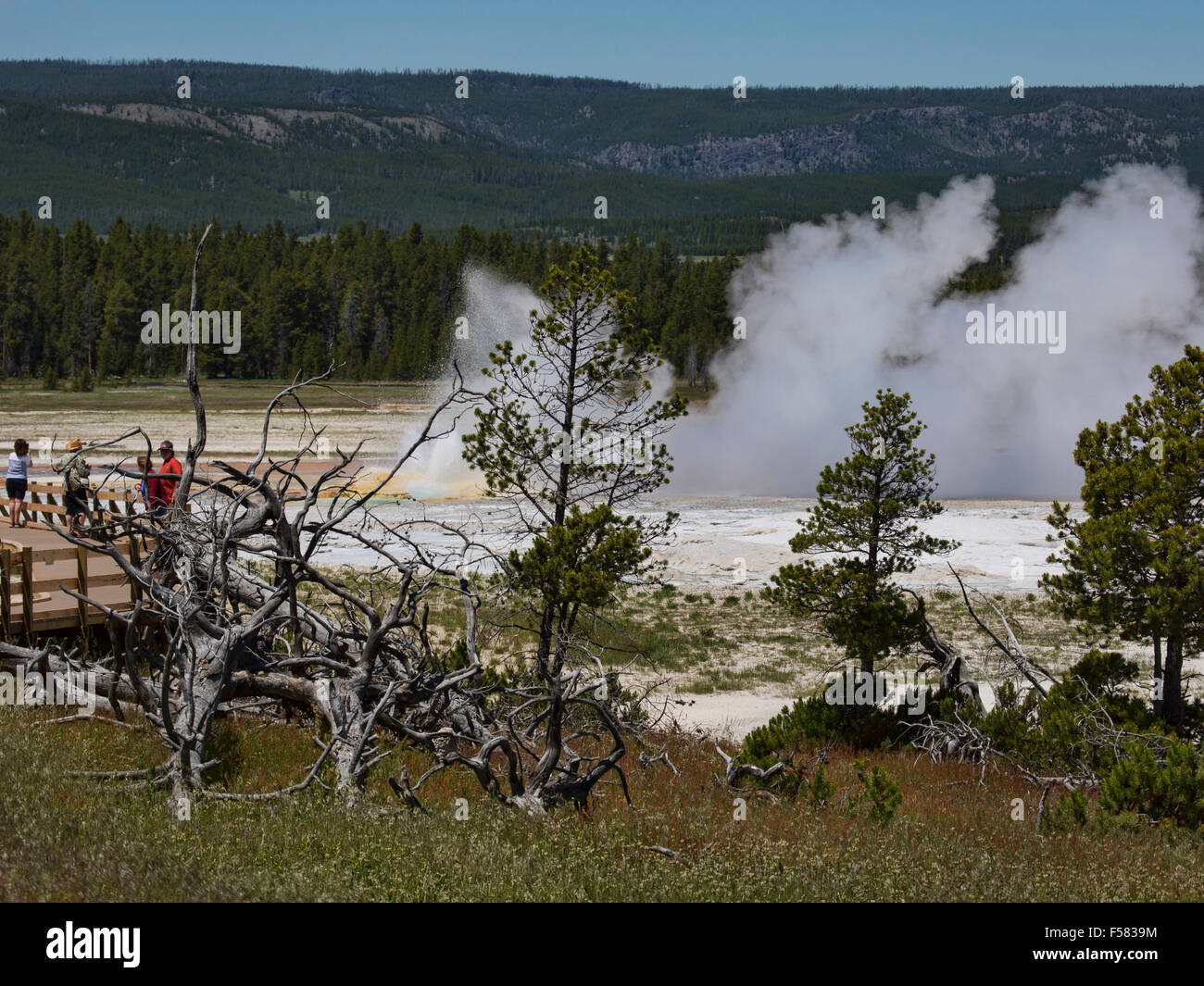 Yellowstone National Park dead trees boardwalk geyser Stock Photo - Alamy
