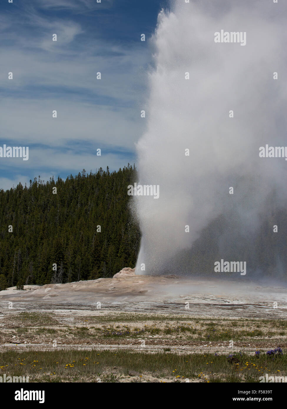 Old Faithful Geyser eruption Yellowstone Stock Photo - Alamy