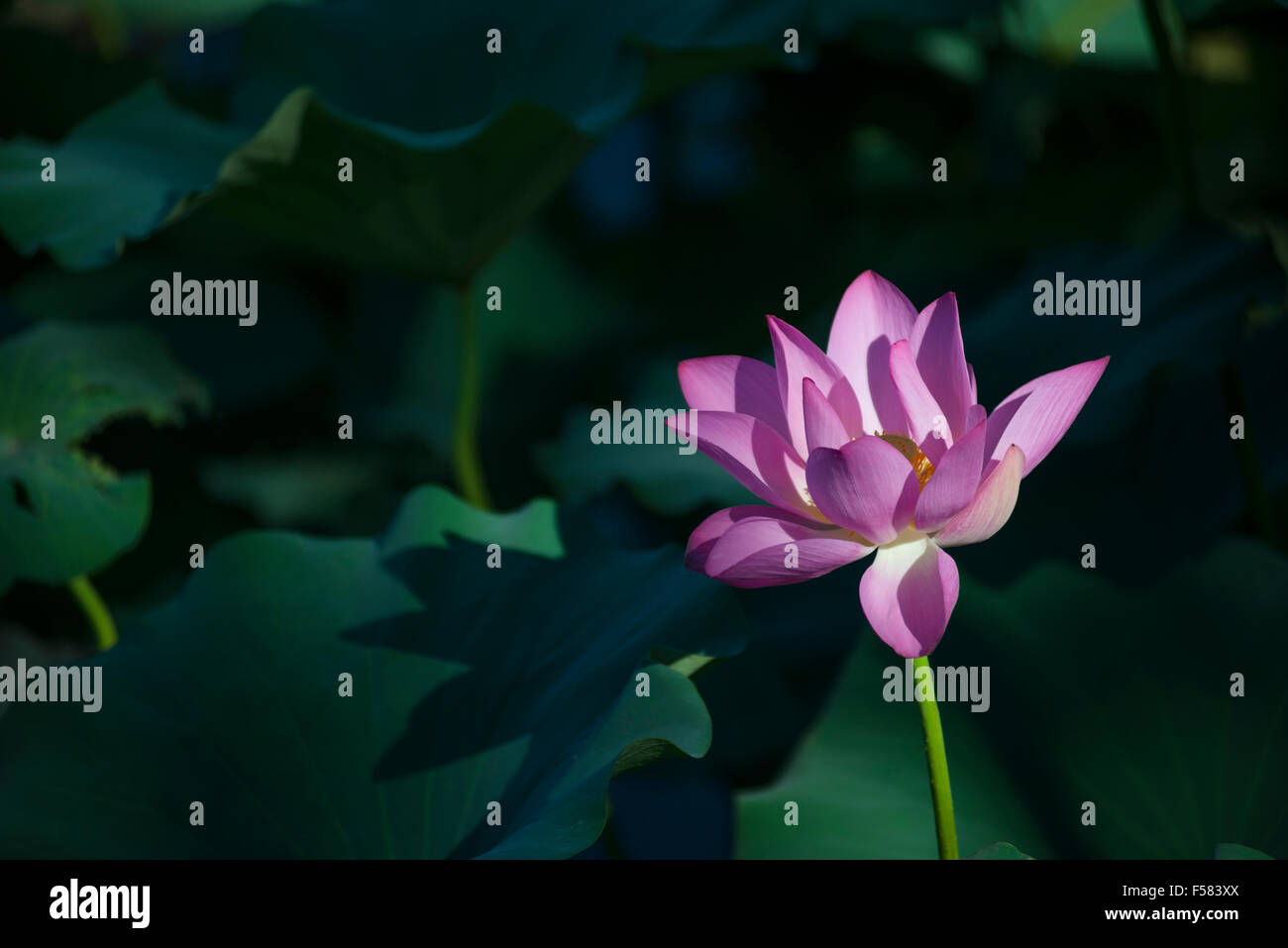 Single lotus flower hi-res stock photography and images - Alamy