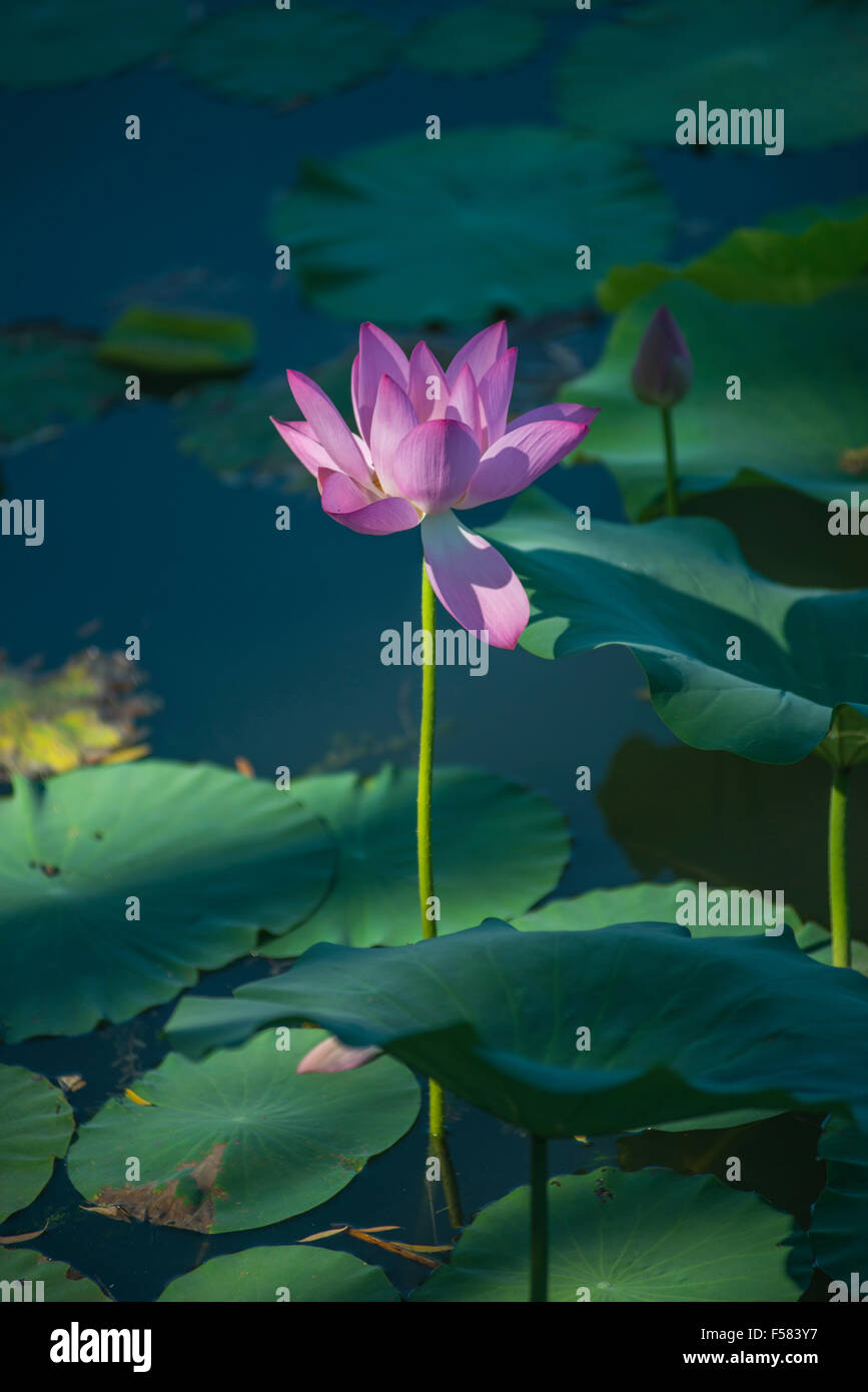 Single lotus flower hi-res stock photography and images - Alamy