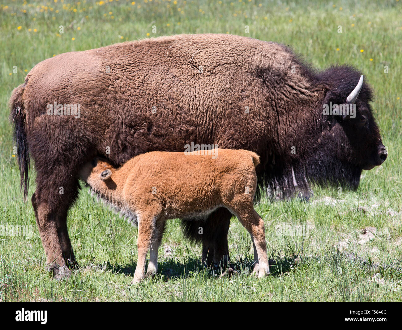 American buffalo bison hi-res stock photography and images - Alamy