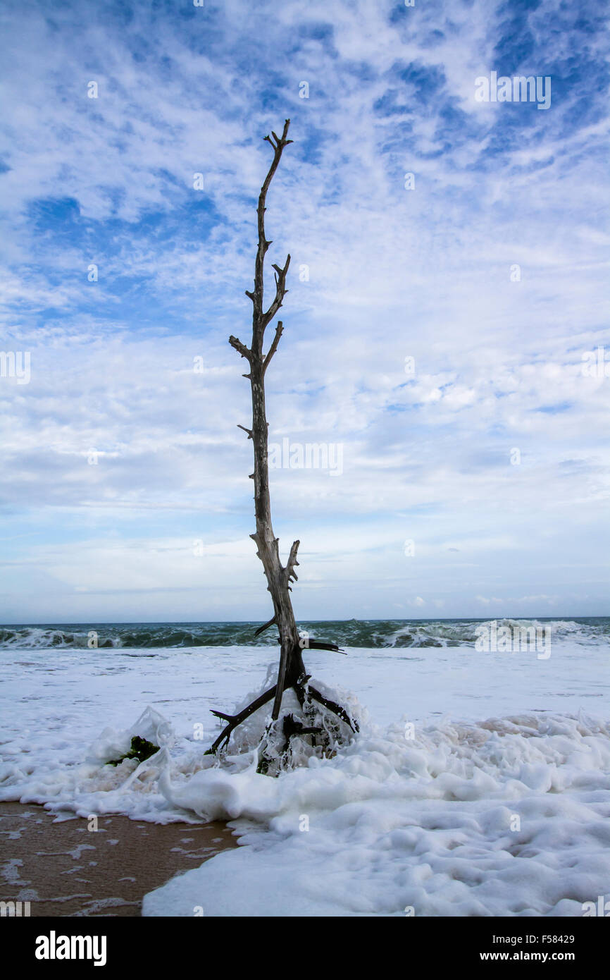 Wild beach with dead tree in Sri Lanka Stock Photo - Alamy
