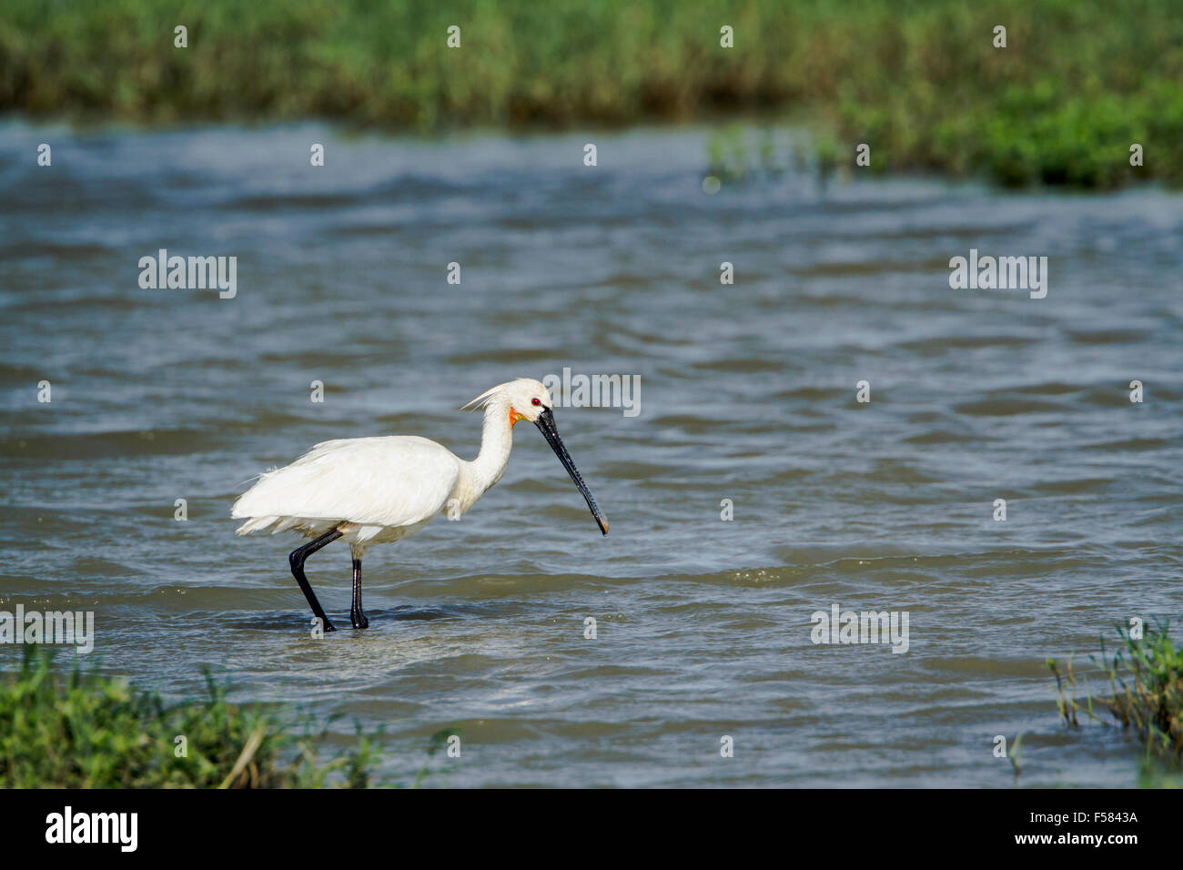 Eurasian spoonbill specie Platalea leucorodia Stock Photo - Alamy