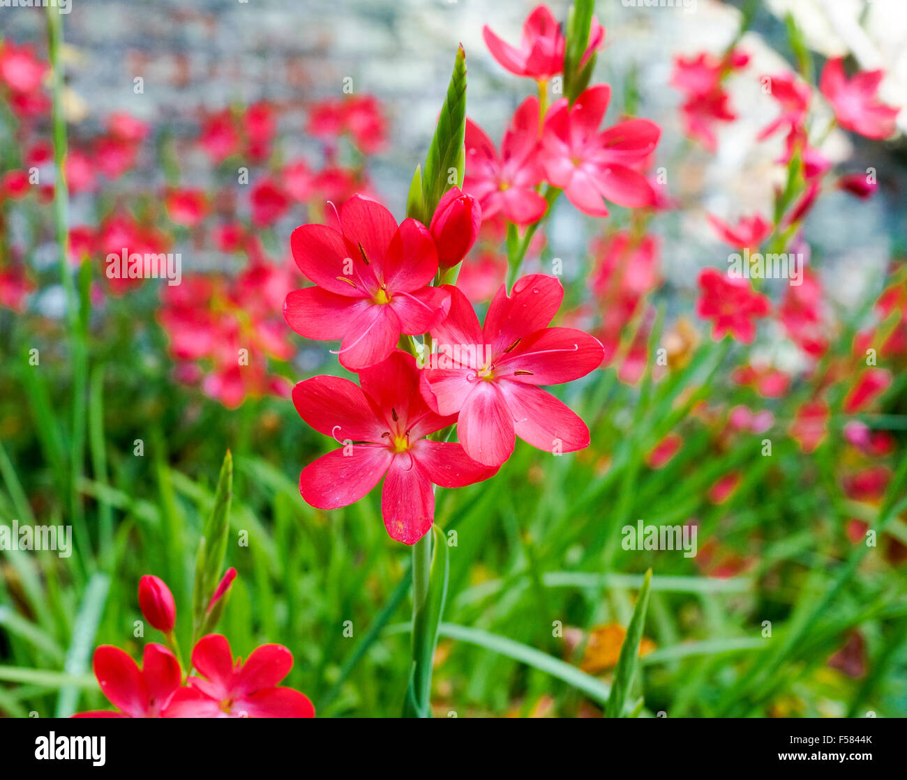 red flowers in garden setting. English country garden Stock Photo - Alamy