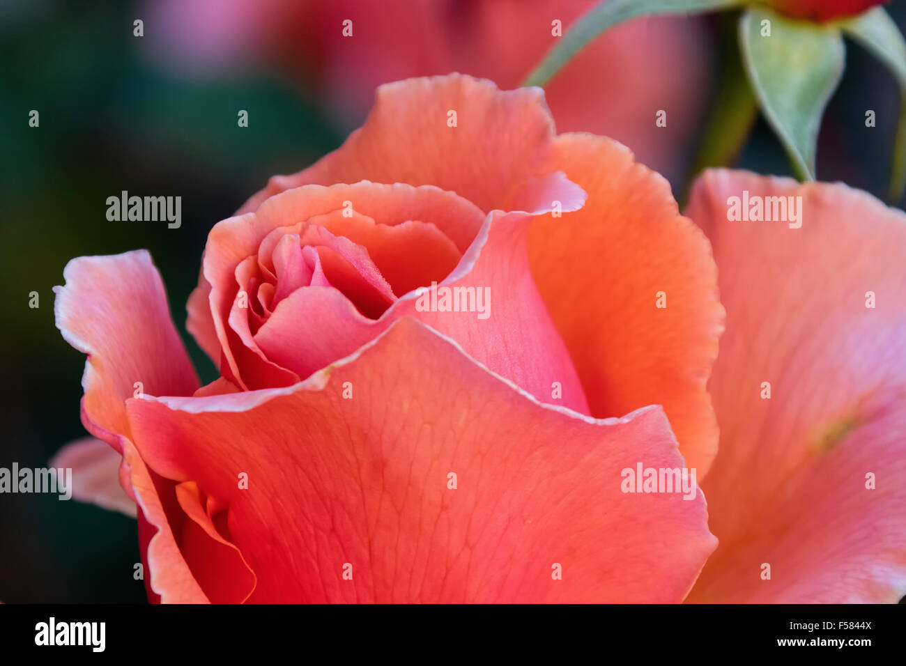 Pink Rose Garden Stock Photo - Alamy