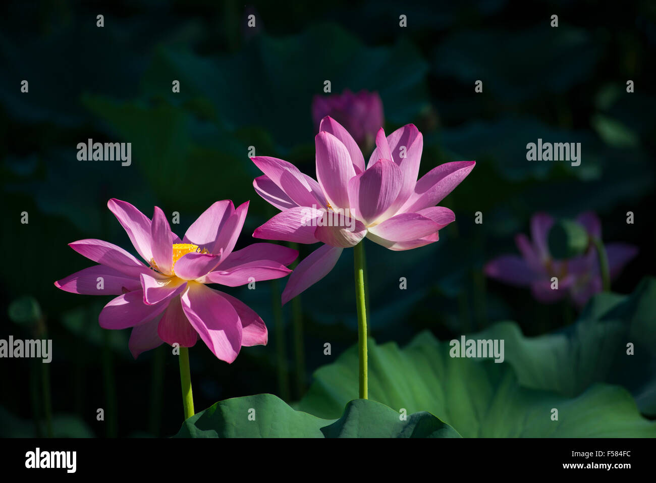 lotus bloom in Summer Palace Beijing China Stock Photo - Alamy