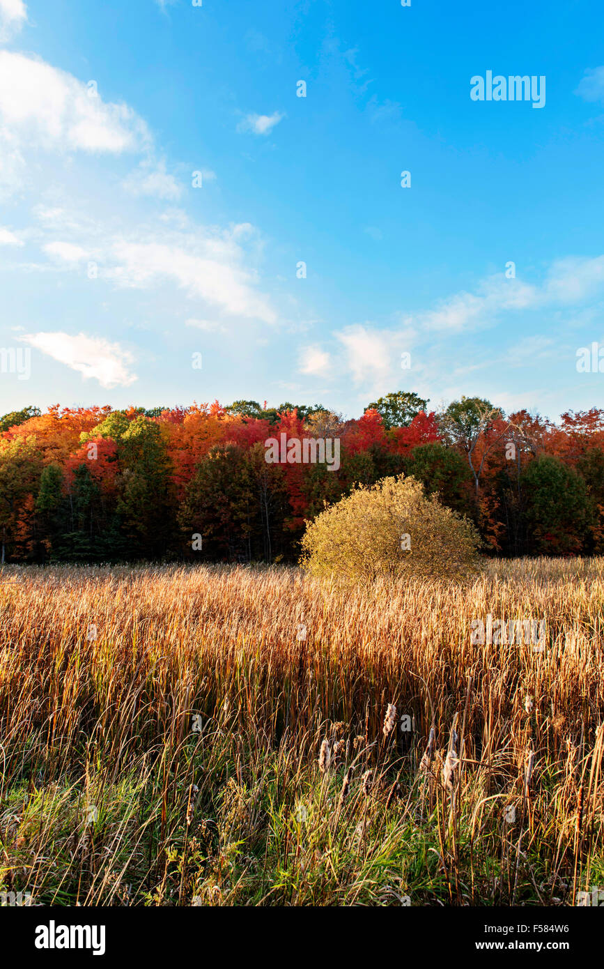 The field and the color hi-res stock photography and images - Alamy