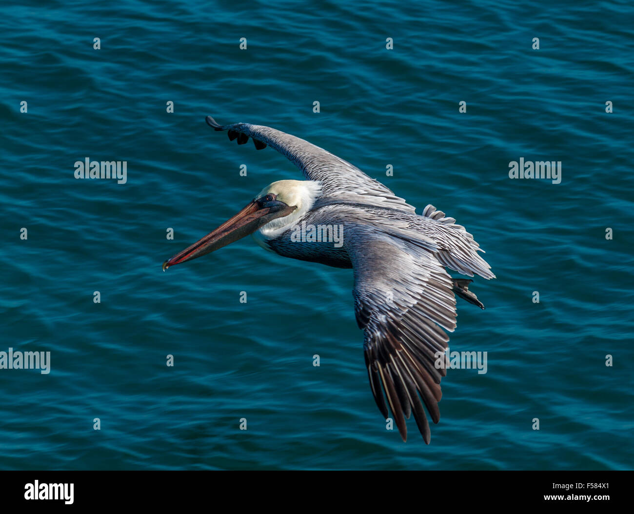 Flying deep hi-res stock photography and images - Alamy