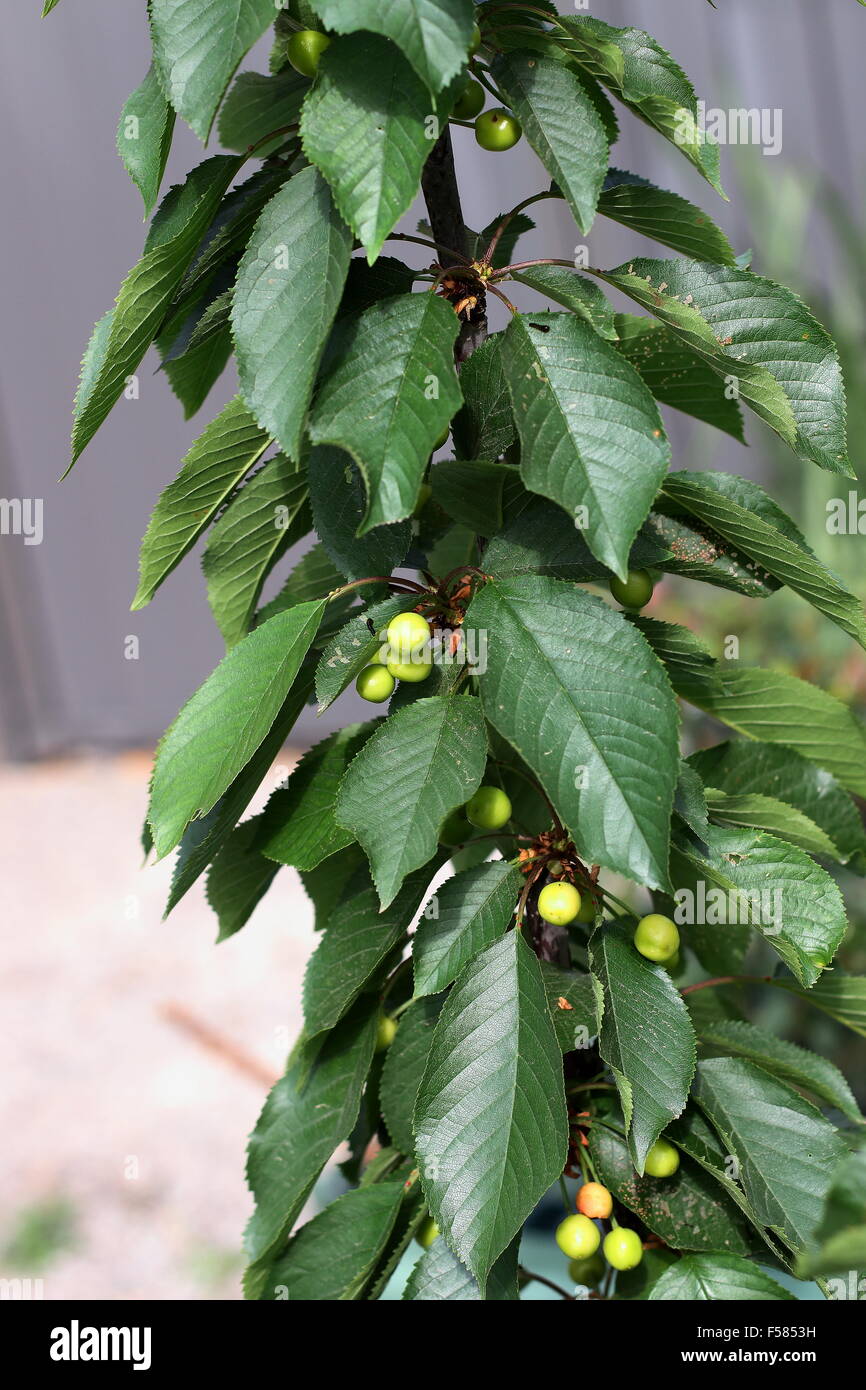 Lapins cherry with young fruits on tree Stock Photo - Alamy