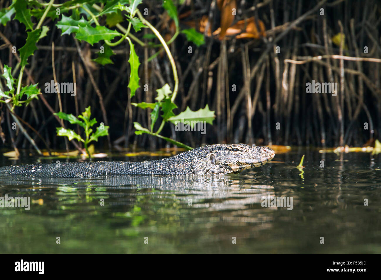 Water monitor lizard swimming hi-res stock photography and images - Alamy