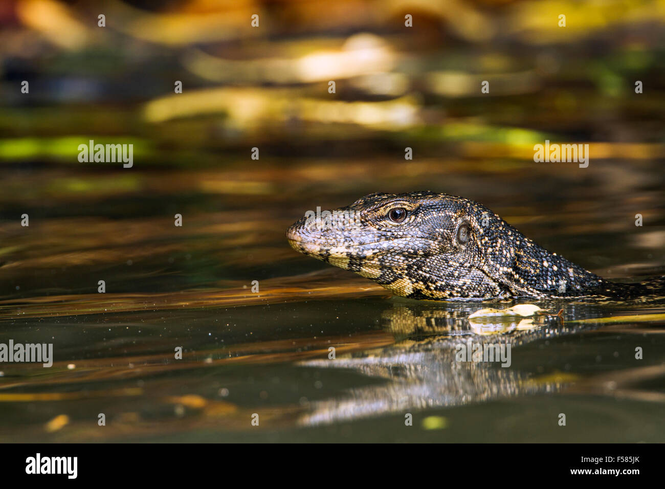 Asian water monitor specie Varanus salvator Stock Photo - Alamy