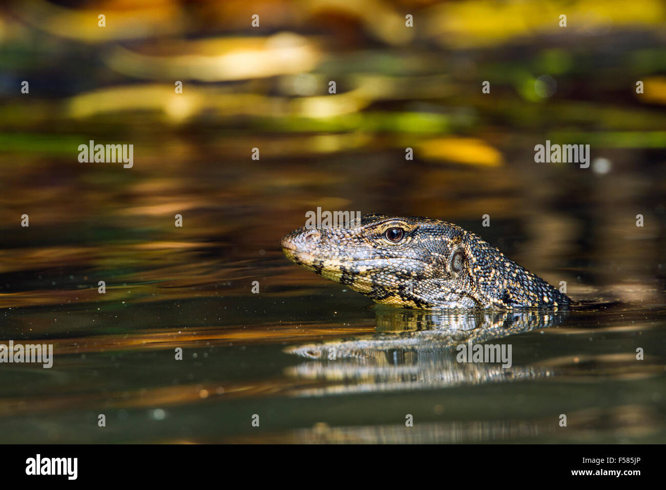 Water monitor lizard swimming hi-res stock photography and images - Alamy