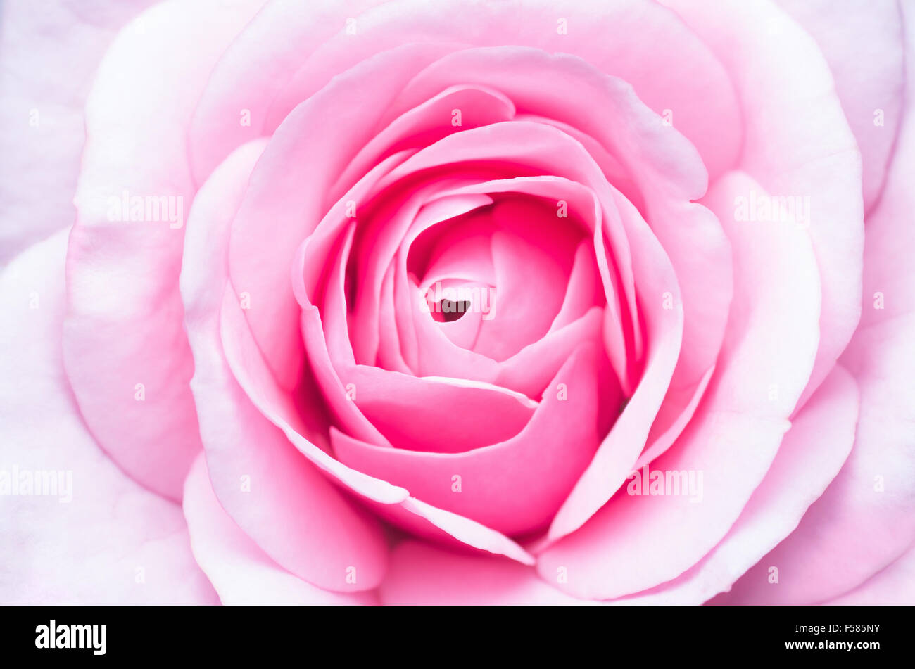 Pink rose close-up Stock Photo - Alamy